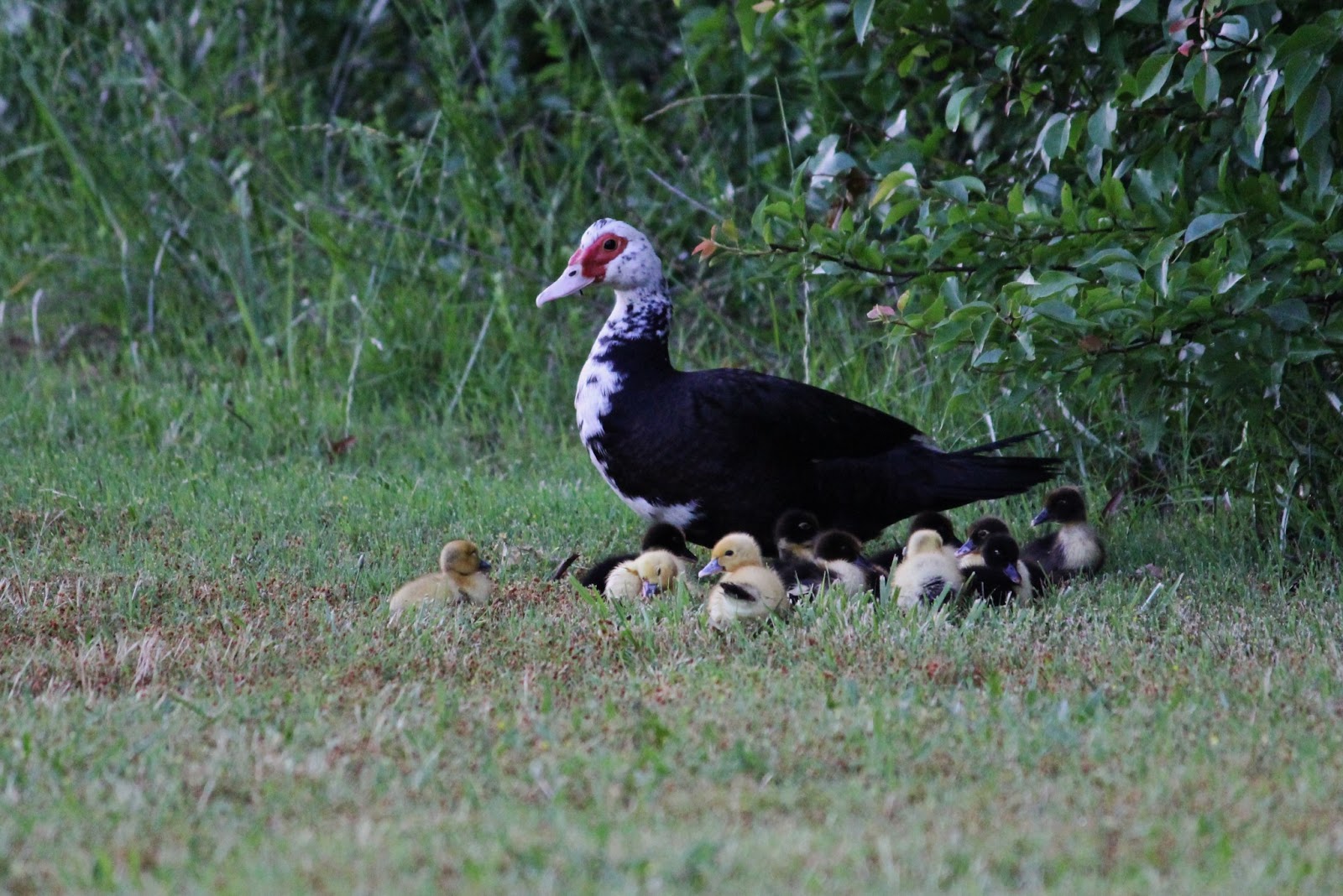Joy 4 Today: Chinese Duck and Ducklings