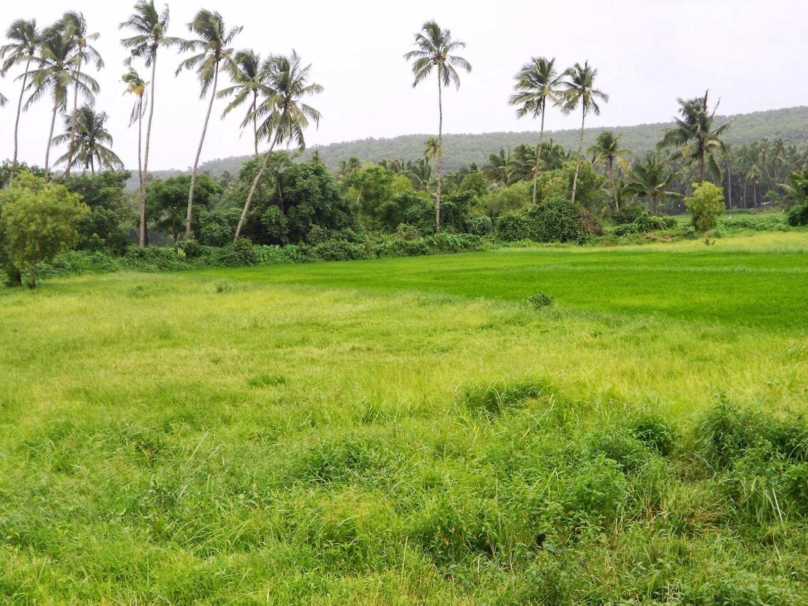 Travel and food tales: Shiroda to Panaji at 10:30 AM