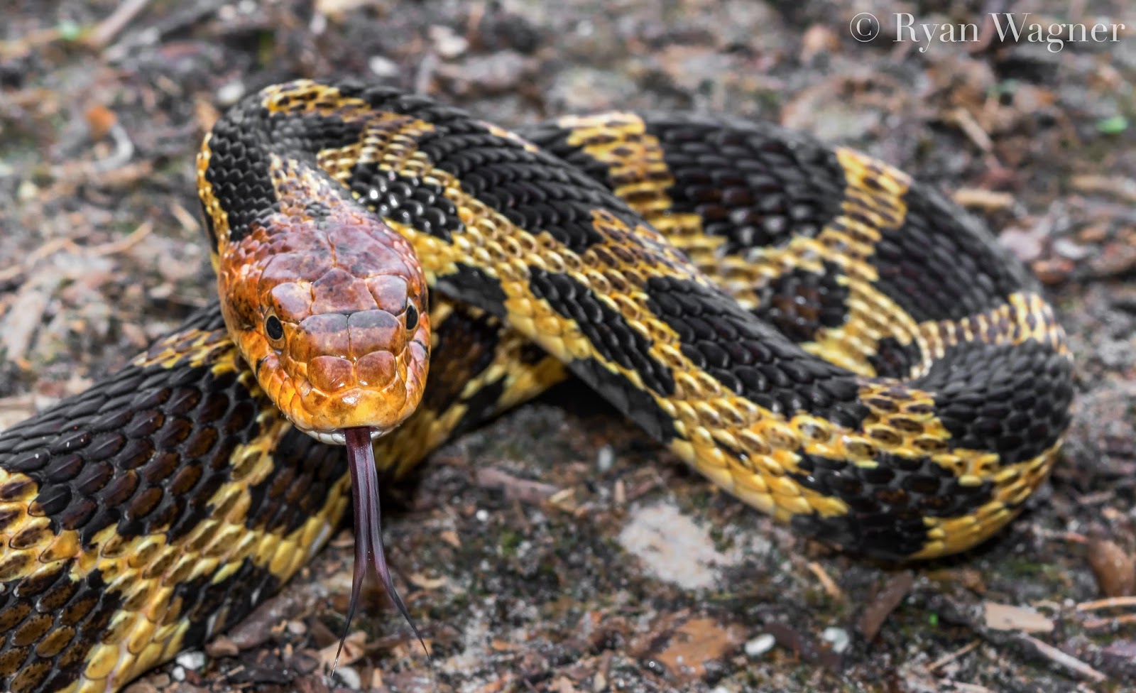 Field Life: Finally a Foxsnake!