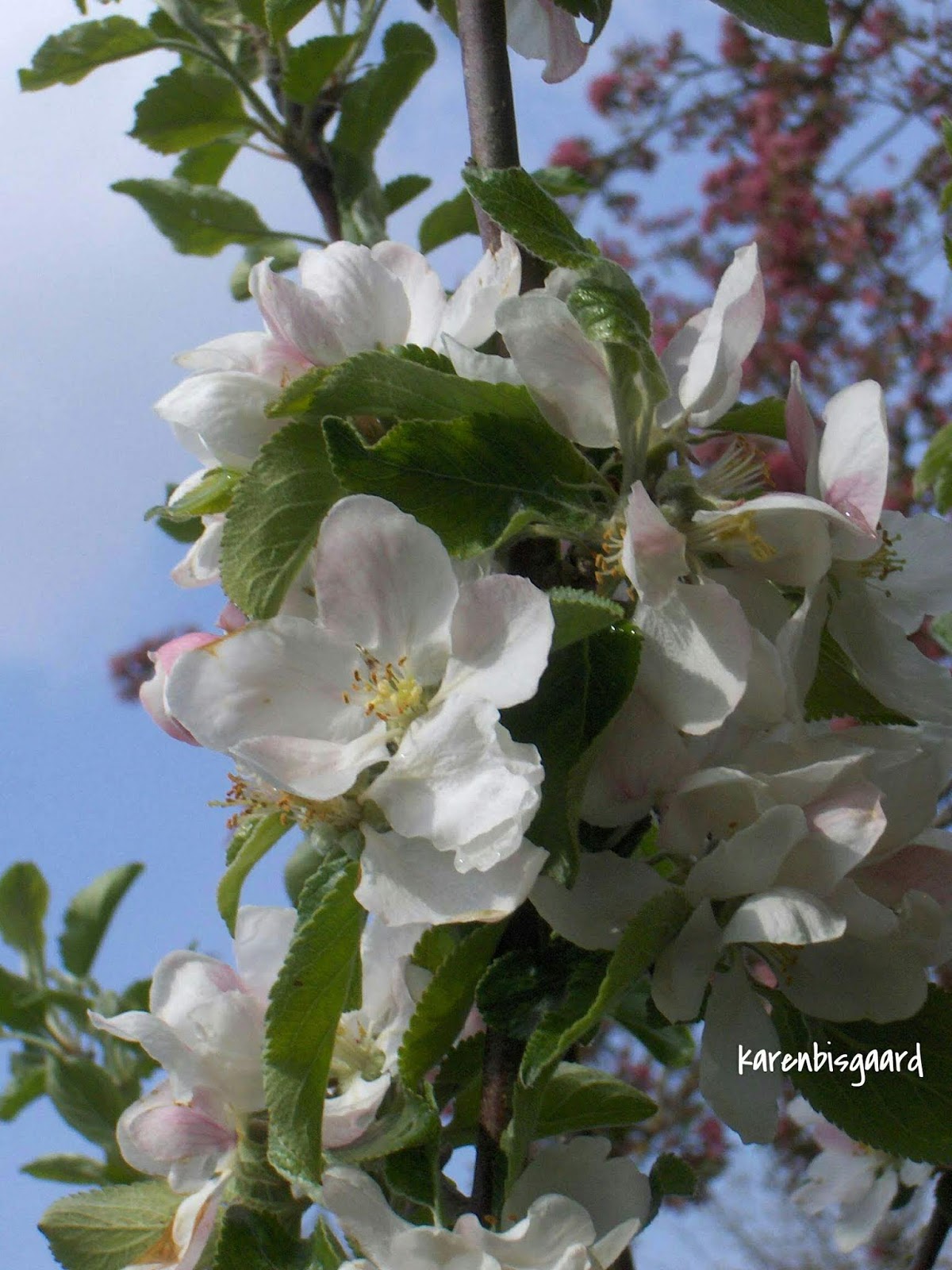 Karen`s Nature Photography: Blooming Apple Tree.