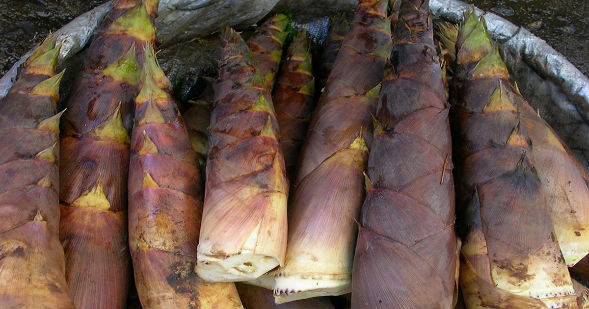 Medicinal Plants Health Guide: 22 Health Benefits of Labong The King of ...