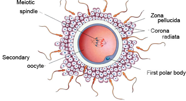[Kunci Jawaban] Pada proses fertilisasi, telur dapat dicapai oleh lebih ...
