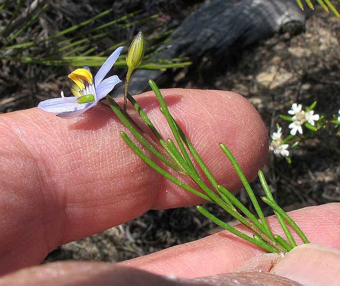 Esperance Wildflowers: Cheiranthera filifolia - Finger-flower