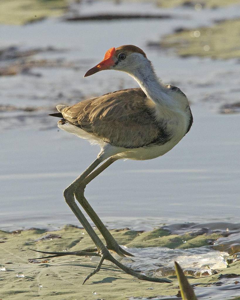 Jaçana – The Big Foot of the Bird World | The Ark In Space