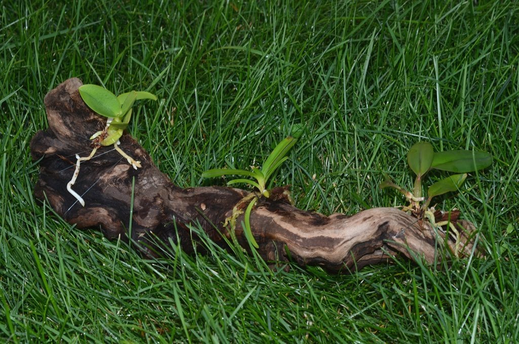 New mounting on old wood - Orchid Board - Most Complete Orchid Forum on ...