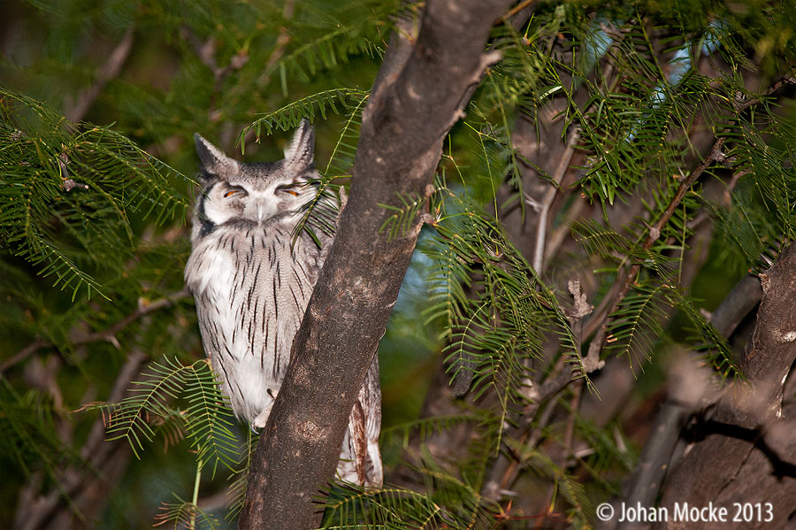 Johan Mocke Photography: Kgalagadi (2) Birds