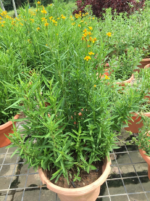 CURARSI CON IL DRAGONCELLO - Artemisia dracunculus - Blog di pociopocio