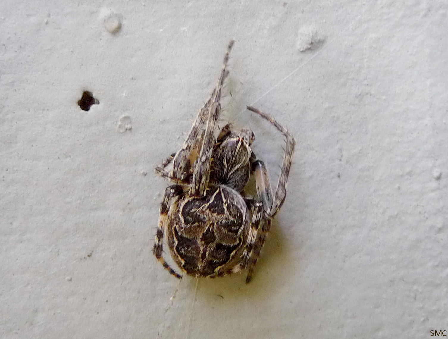 Spiders and me: Spiders in Seattle: a walk through the Washington Park ...