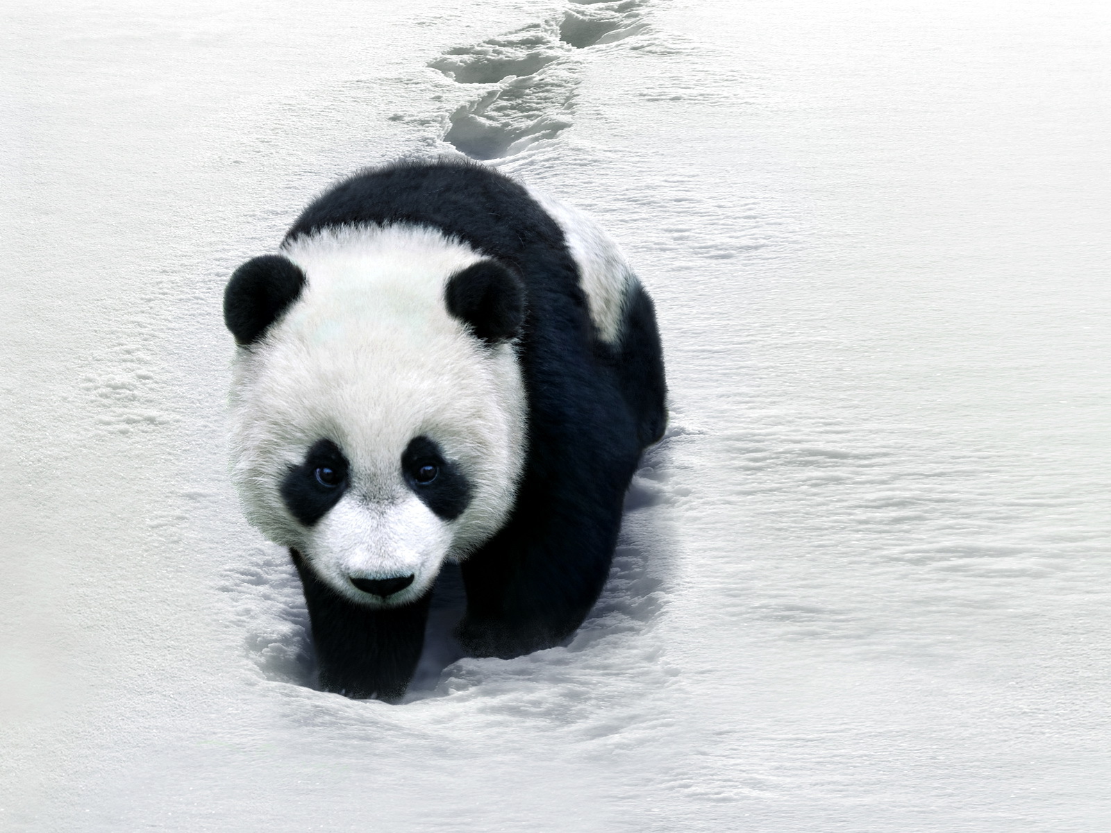 Fondo de Pantalla Animales Oso Panda en la nieve | Fondo Pantalla Online