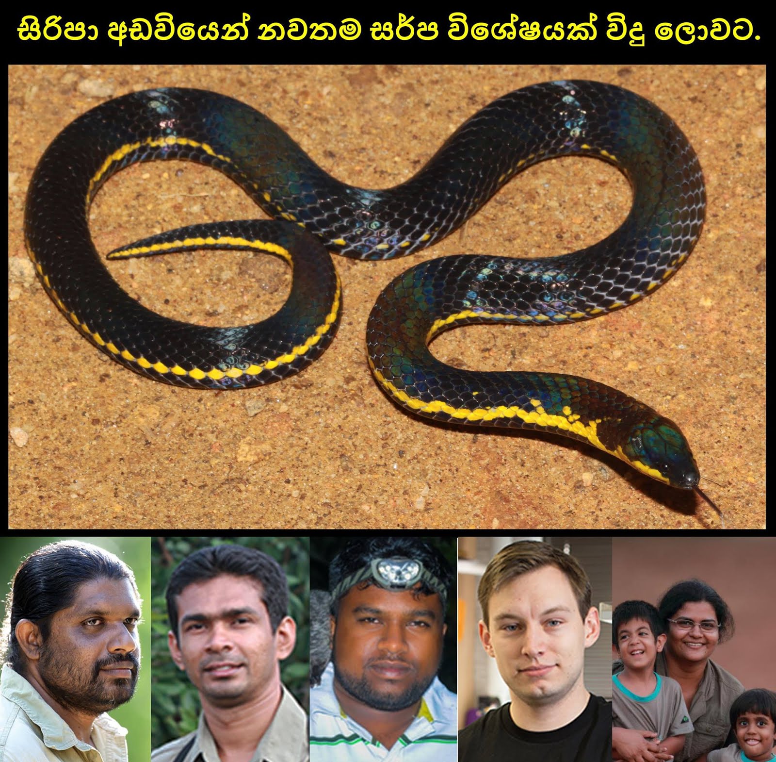 Species New to Science: [Herpetology • 2017] Aspidura ravanai • A New ...