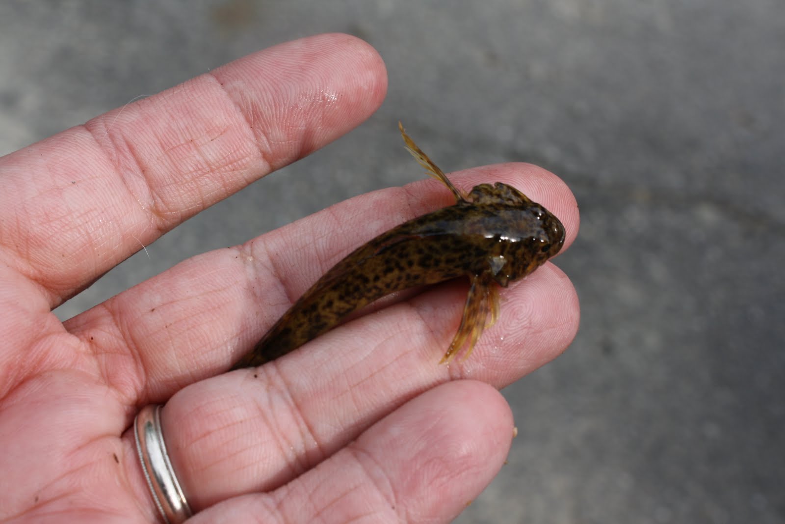 Catch-M-All: We got slimy with a little help from our friends... Slimy ...