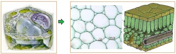 BIOLOGI GONZAGA: PLANT TISSUE