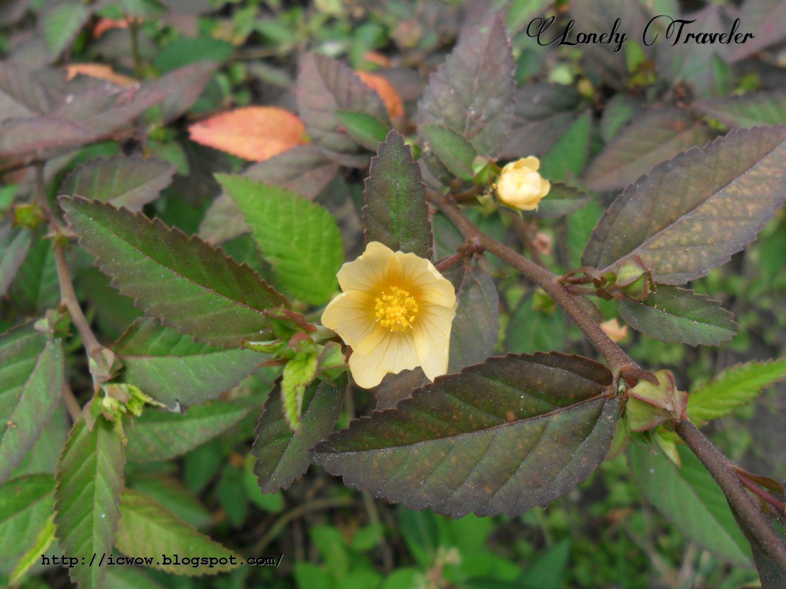 Arrowleaf sida - Sida rhombifolia