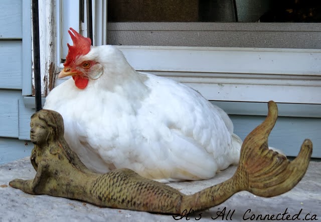 It's All Connected: Requiem For A Chicken