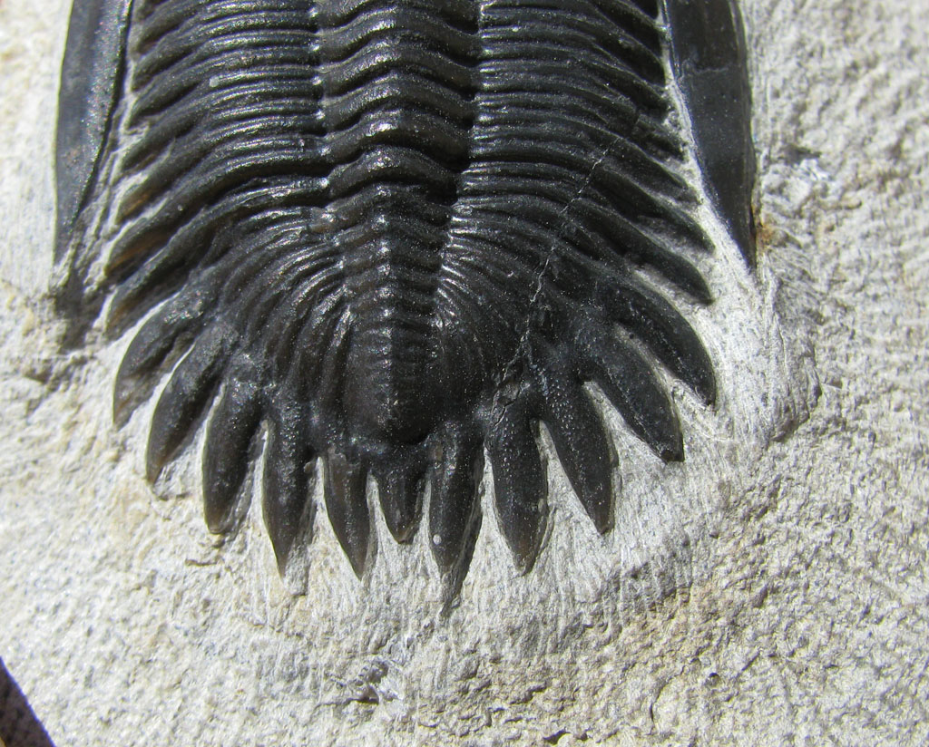 Views of the Mahantango: Mrakibina cattoi trilobite from Morocco