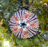 Rafael Microfauna Marina: Pelagia noctiluca (Cnidarios: Escifozoos)