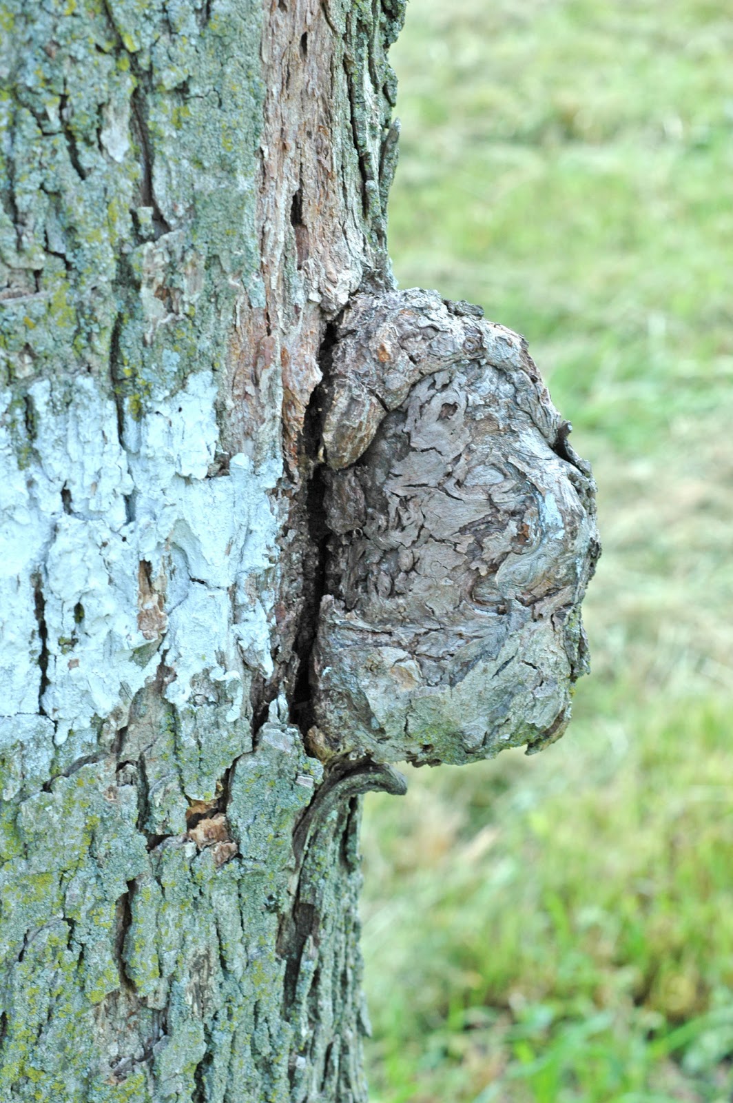Northern Pecans: Phomopsis trunk galls on pecan