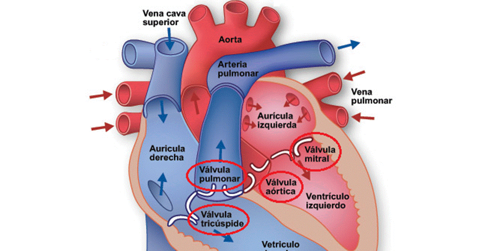 Cardiologia: Anatomia del corazón