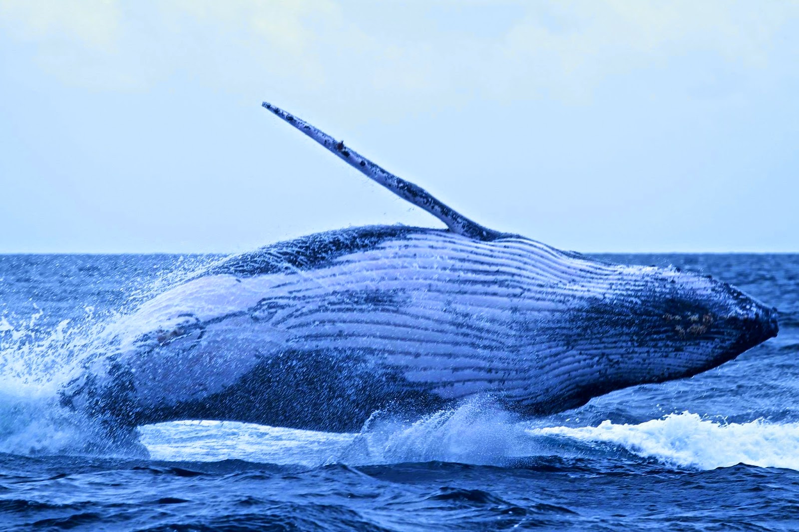 Nouvelle aventure à Mayotte: Safari Baleine