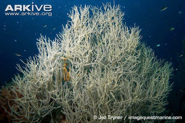 Catalogue of Organisms: Antipatharia: The Black Corals