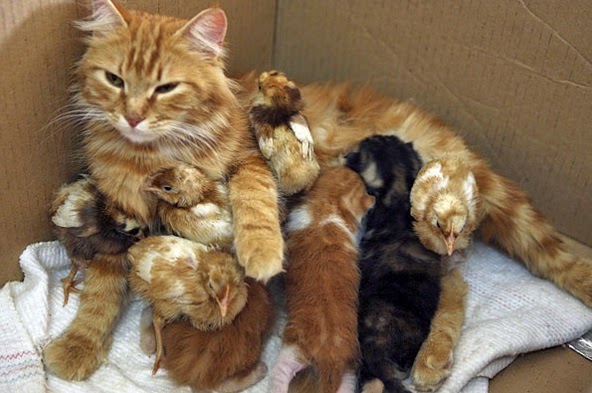 Imagens de gatos e fotos de gatos engraçados, fofos, filhotes , imagem ...