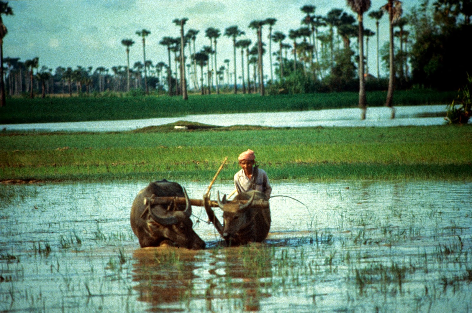 Agriculture in Cambodia ~ Achmad Zulkarnain