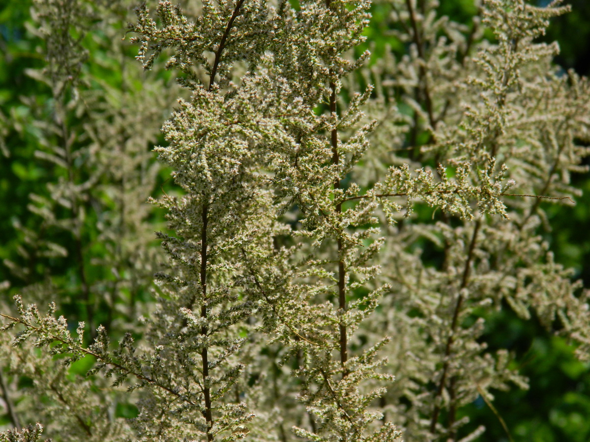 LA MULTI ANI, ROMANIA!: Tamarisc