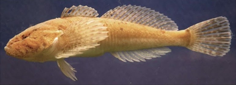 The Cave Bio-Blog: Cottus specus: Missouri's new species of cavefish