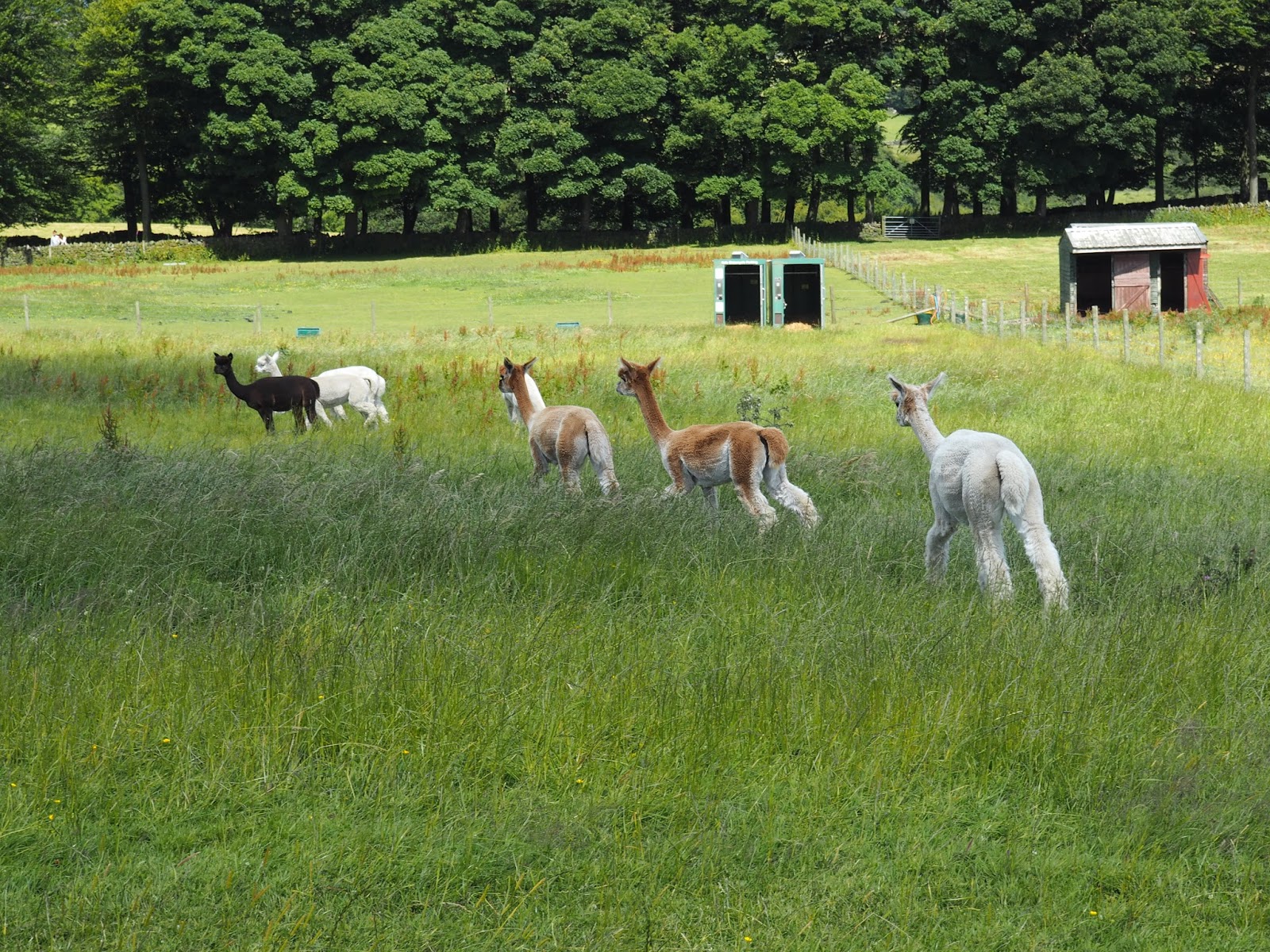Mayfield Alpaca Farm. | Wild Flowers | Bloglovin’