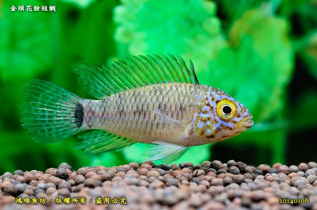 鴻順魚坊: Apistogramma sp. "Steel blue" 金頭花臉短鯛/花面金頭短鯛