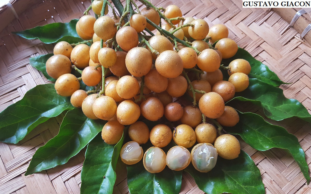 Viveiro Ciprest - Plantas Nativas e Exóticas: Clausena ou Wampi ...