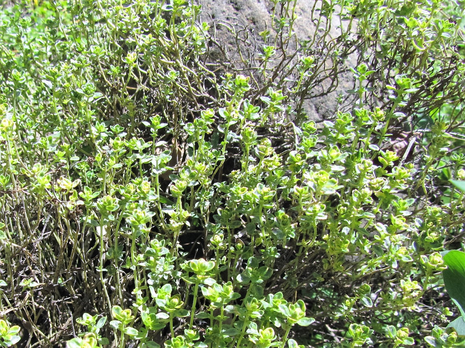 Come si Coltiva il Timo (Thymus sp.)? | Il Gusto Della Natura