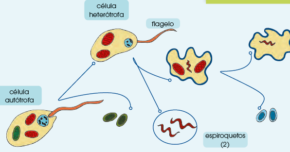 Origen de la célula | Tu Tarea Gratis