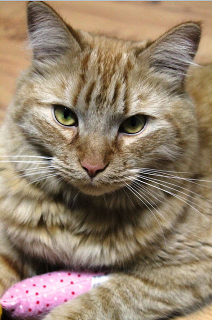 Progressive Charlestown: Kitty of the Week