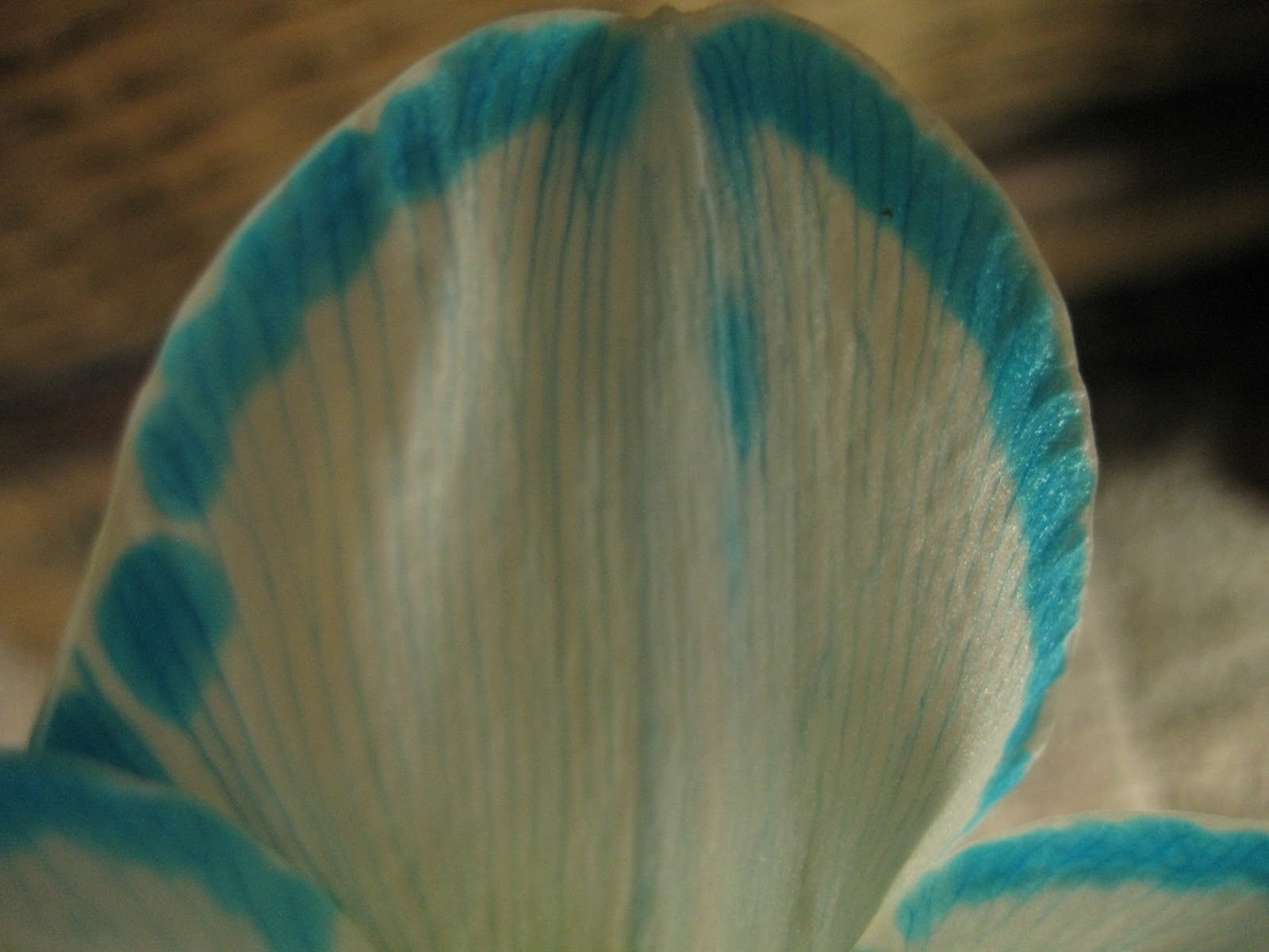 Growing A Garden In Davis: Blue Daffodil