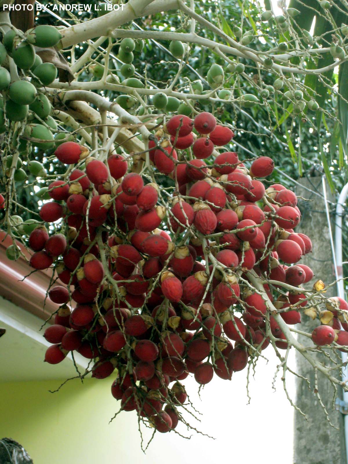 Ako si ANDREW IBOT!: Bunga - Halamang Gamot / Herbal Medicine