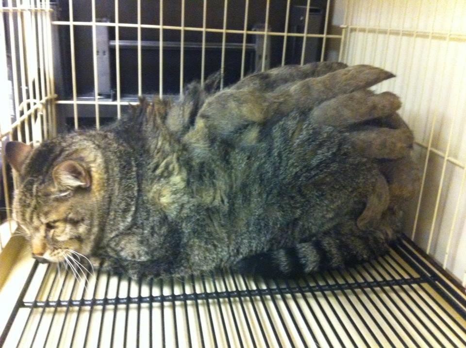 Kesihatan Kucing Anda : Apa itu lion cut?