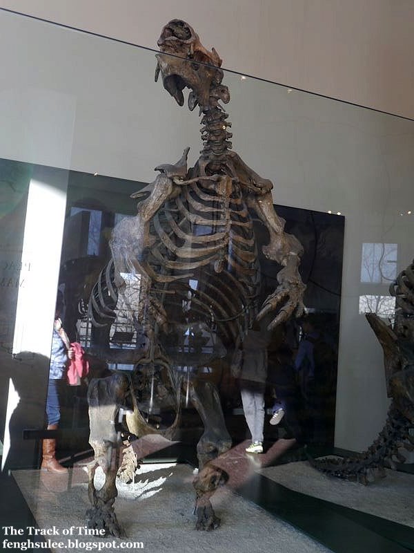 American Museum of Natural History - Primitive Mammals | The Track of Time