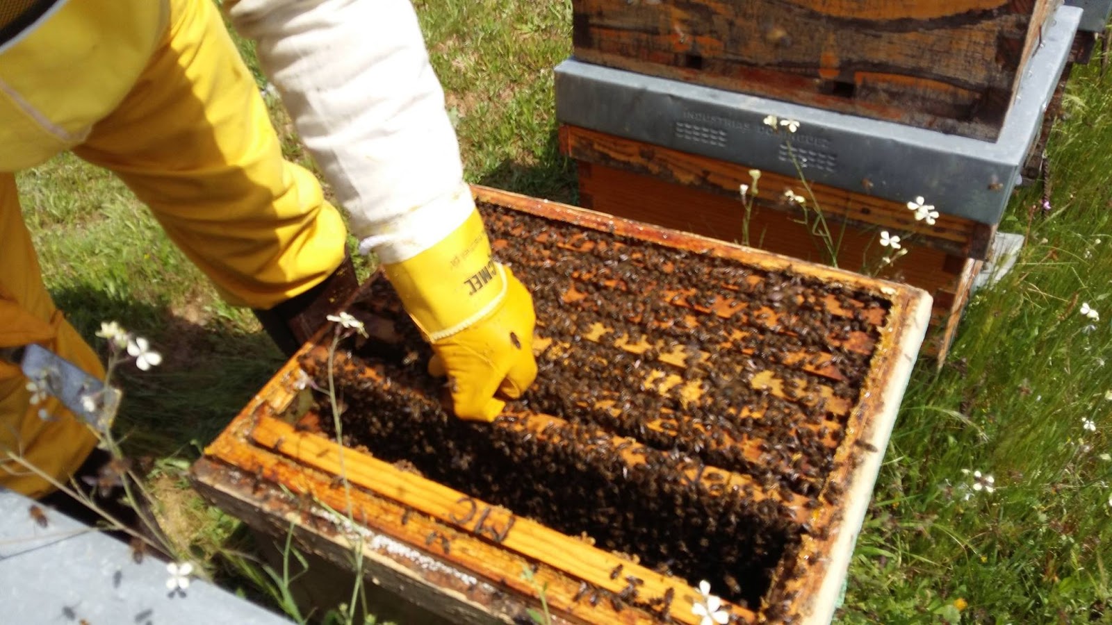 CORONA APICULTORES: TECNICAS DE MULTIPLICACIÓN DE COLMENAS