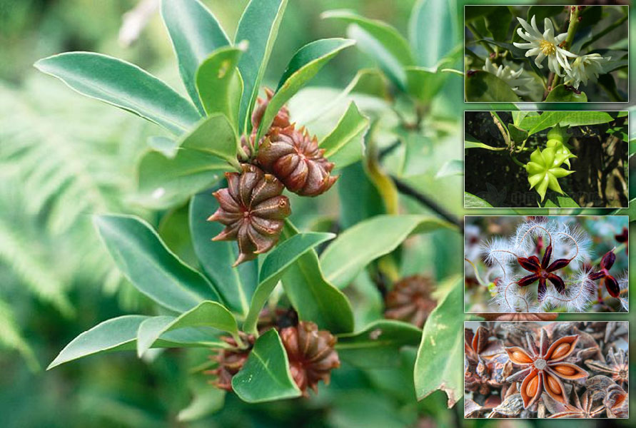 Lume & Ar: O Anis Estrelado