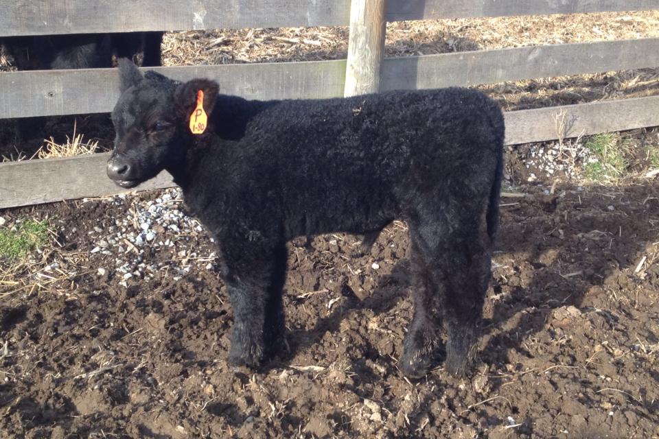 Lautner Farms: Bricen Hess - I-80 Bull Calf