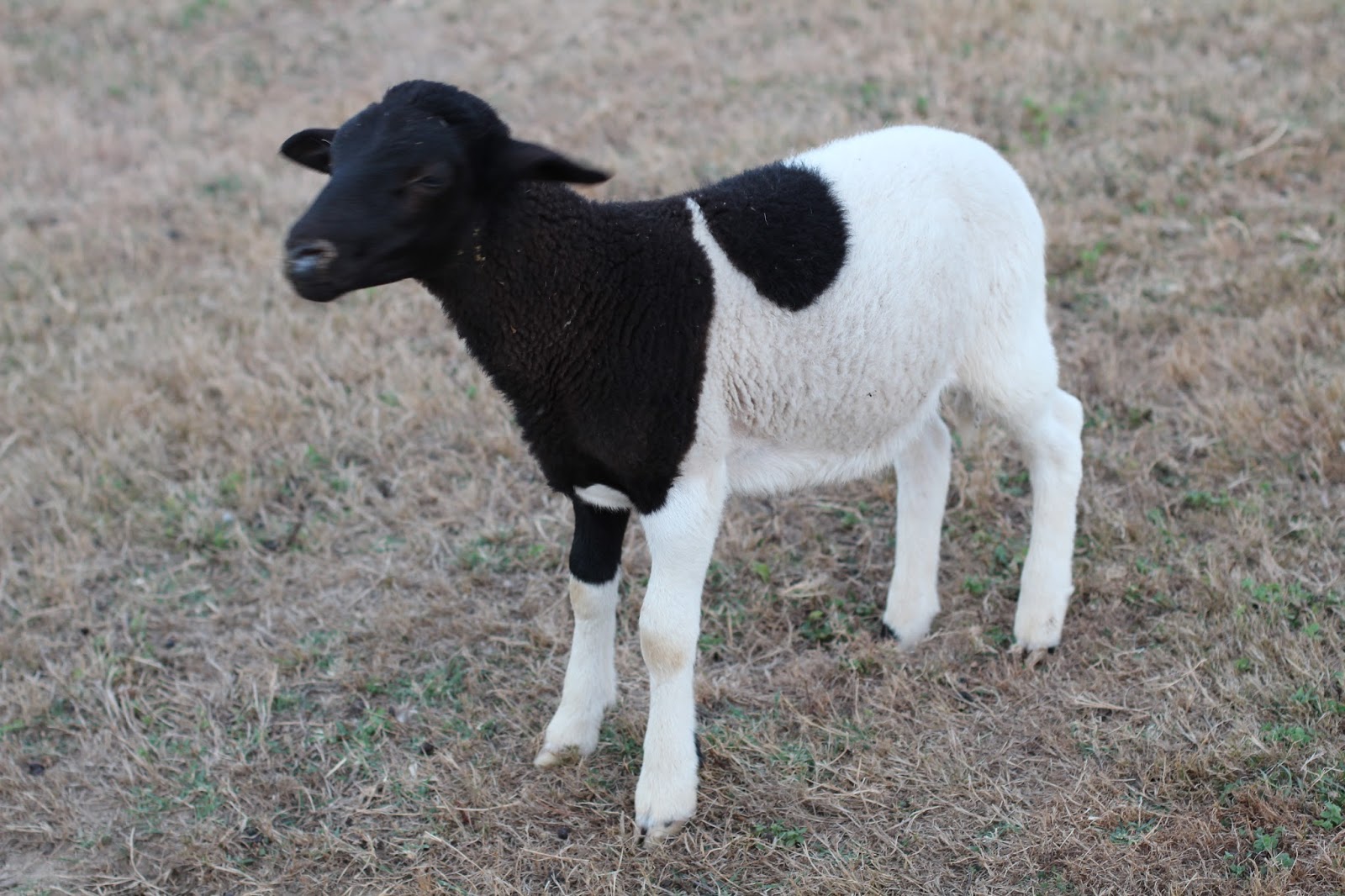 CRIADERO OVEJA DORPER ESPAÑA: CRIADERO OVEJA DORPER ESPAÑA