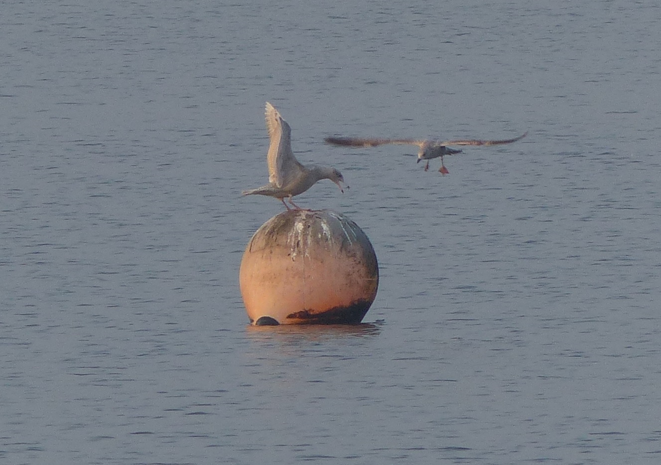 A Field Notebook: Watching the Pennington Flash gull roost