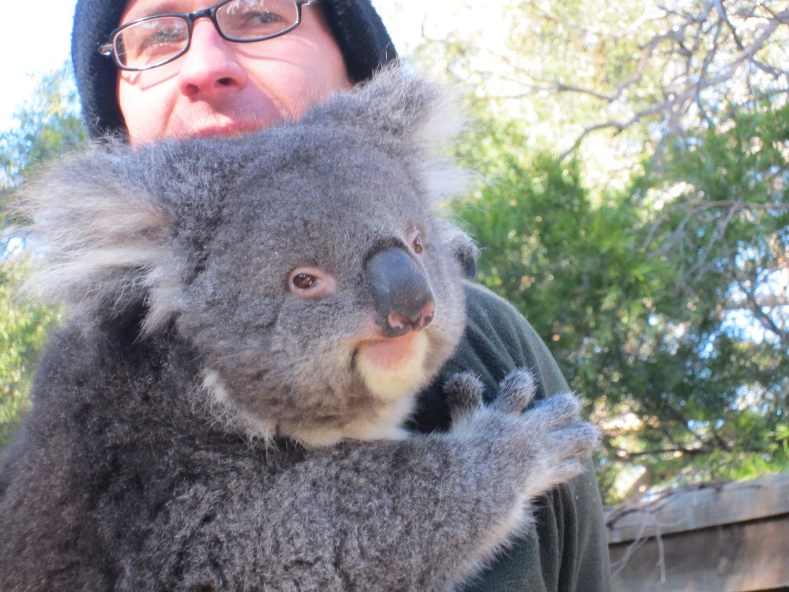 Hug Your Baby: Australia: HUGs Lullaby Celebrates Aussie Animals and ...