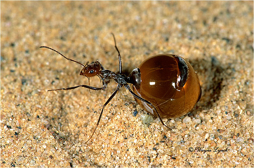 FORMIGAS-POTE-DE-MEL