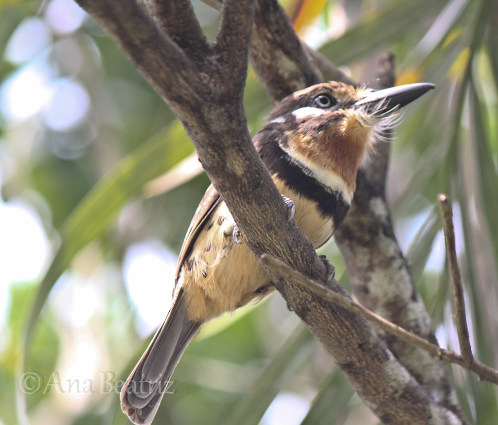 Aventura fotográfica: Bobito punteado, Coludo, Tol o Buco bobito ...