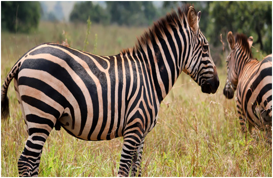 Terkuaknya Misteri Warna Belang Pada Zebra | Beringaz