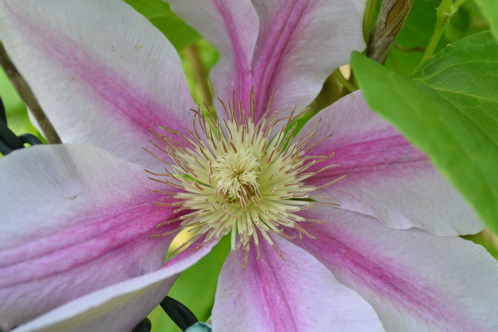 A picture here and a picture there: A different verity of flowers