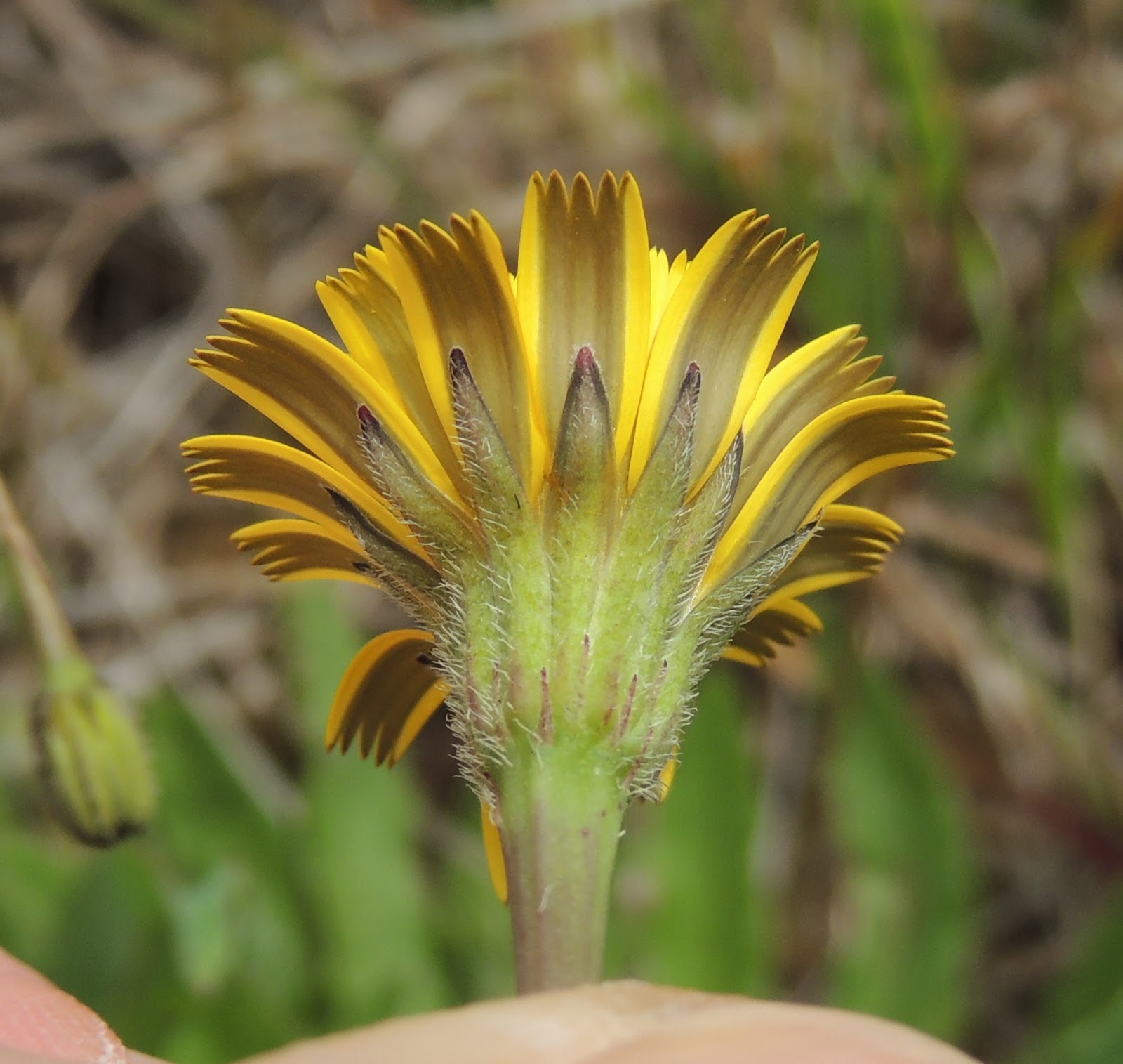 Violets and others: Leontodon saxatilis in Portugal