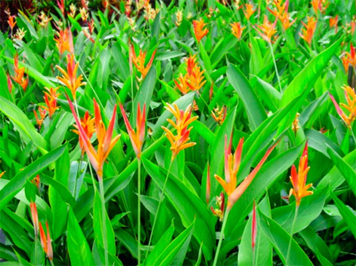 HELICONIA PSITTACORUM | Blog Patricia López Diseño Floral